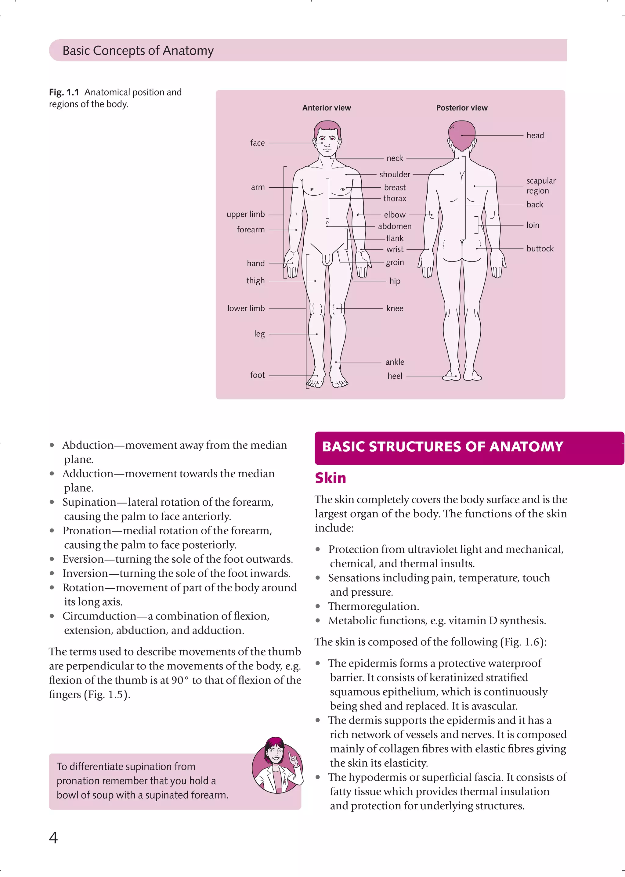 Basic anatomy pdf | PDF