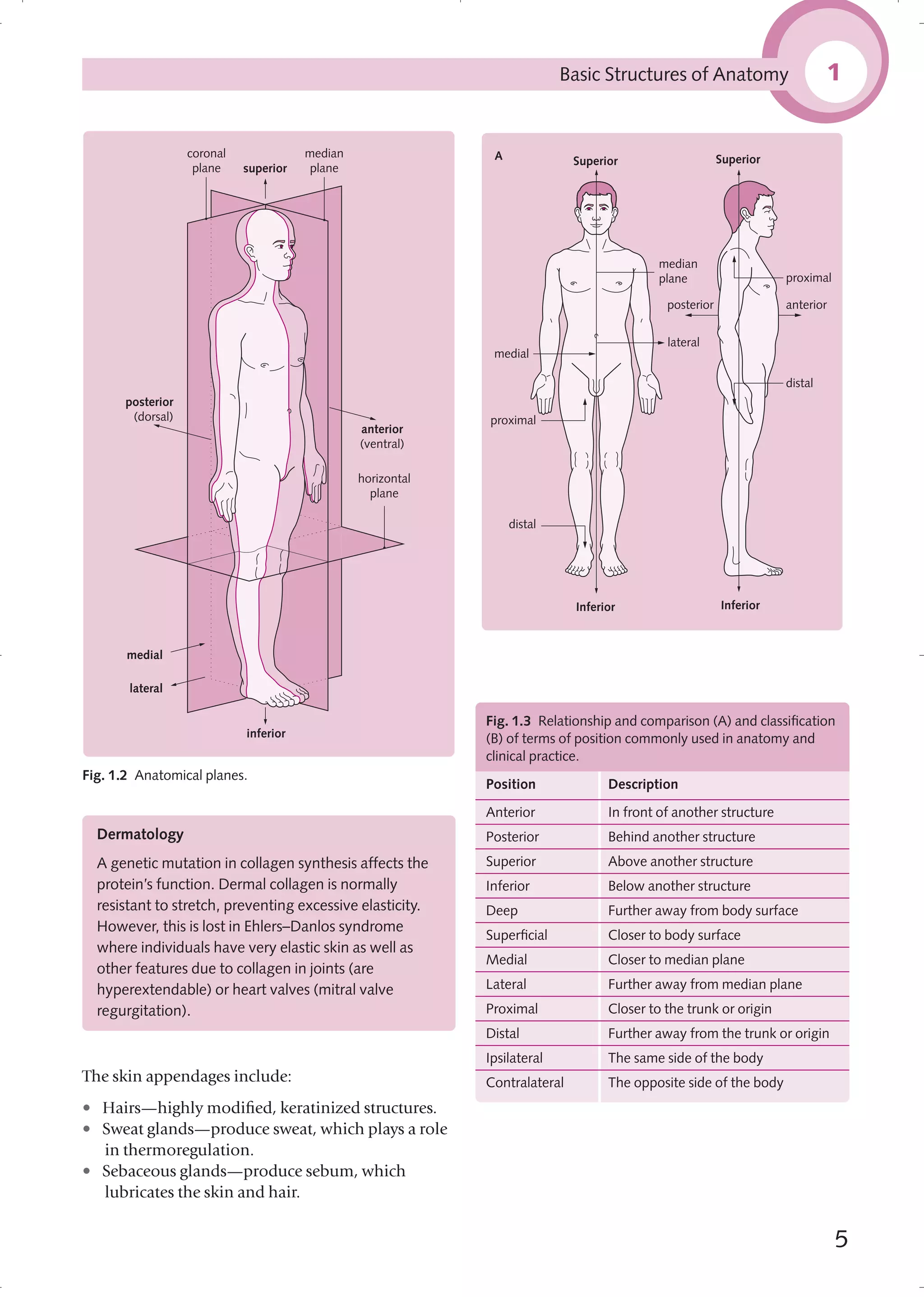 Basic anatomy pdf | PDF