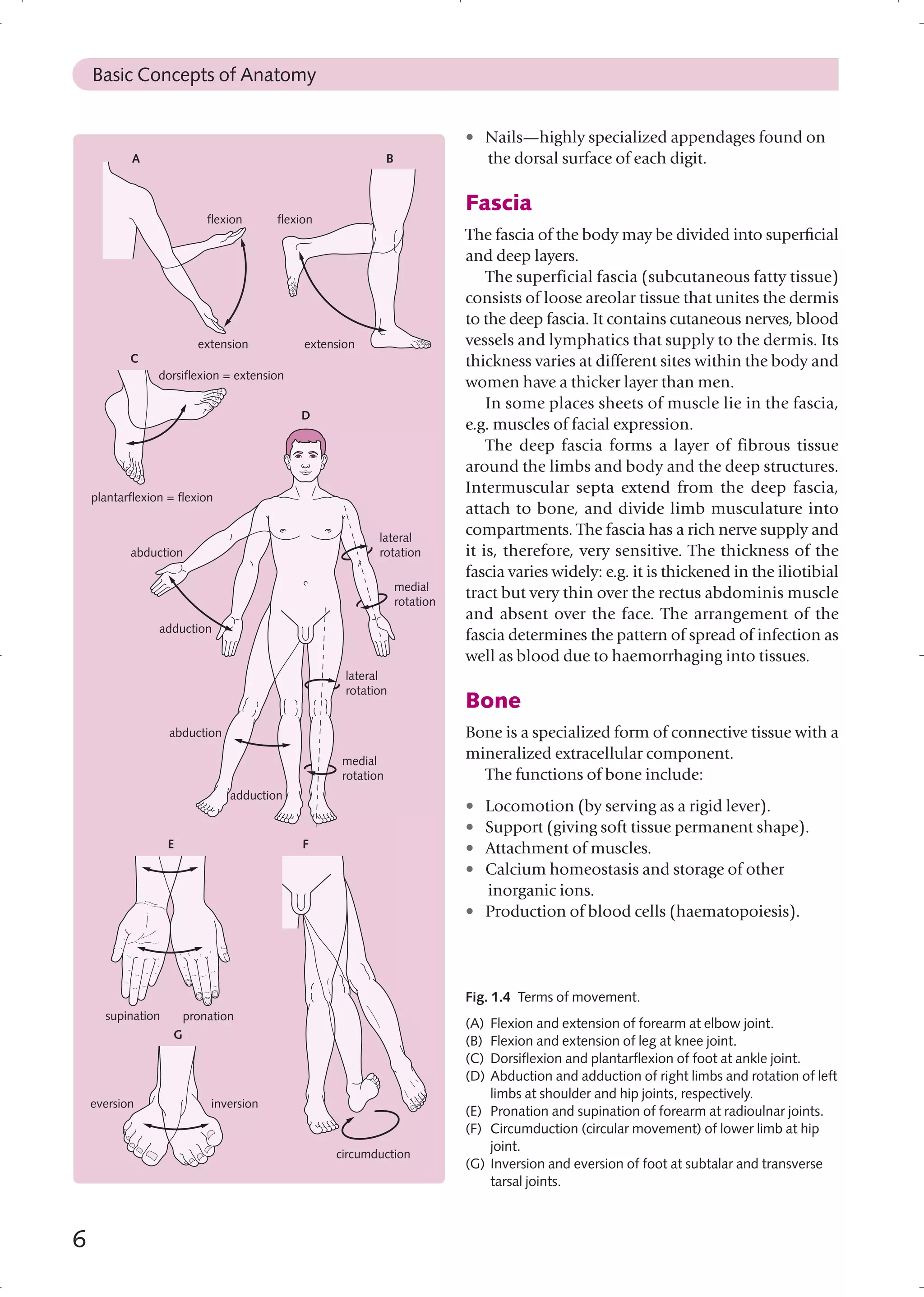 Basic anatomy pdf | PDF | Death, Injury, or Military Conflict | Sensitive Topics