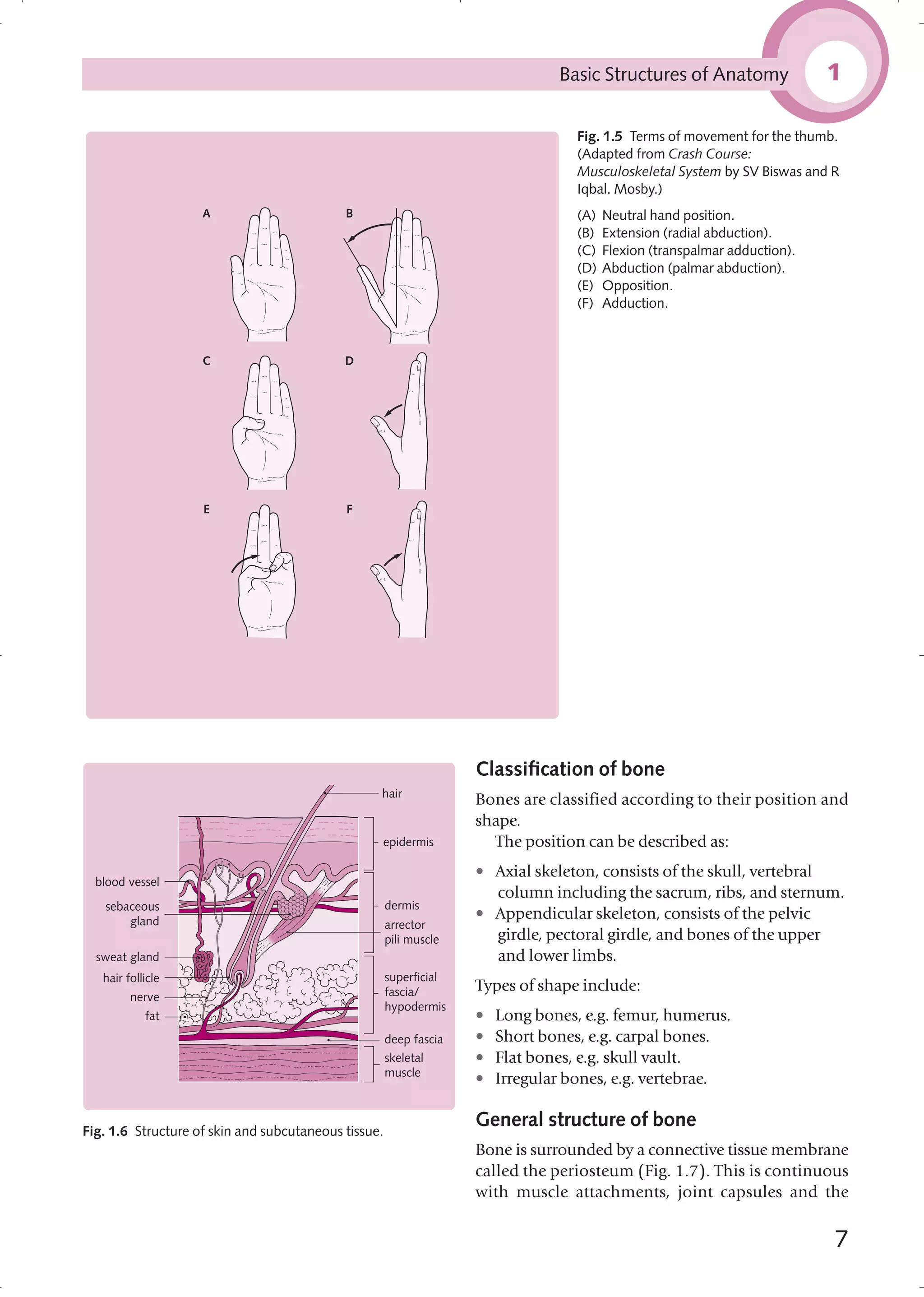 Basic anatomy pdf | PDF
