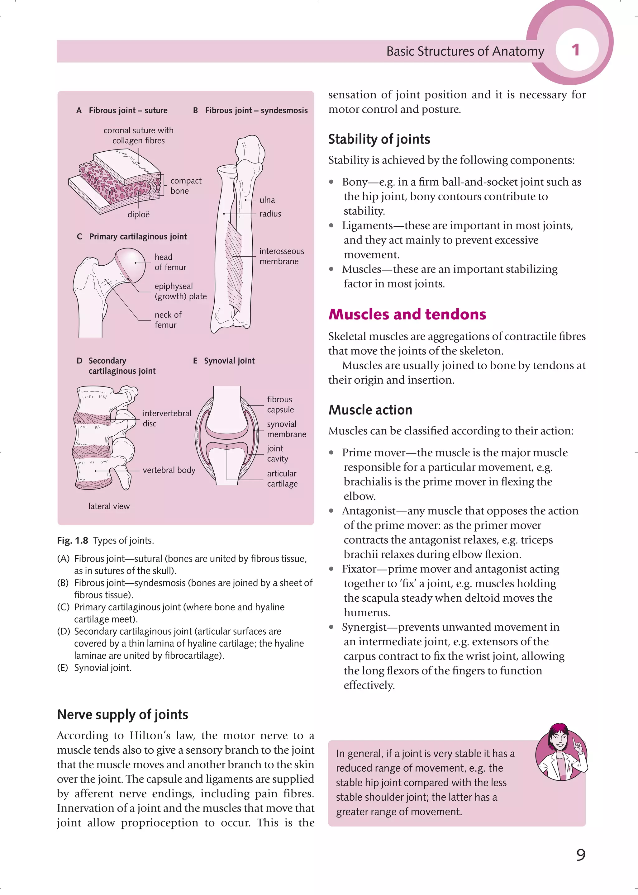 Basic anatomy pdf | PDF