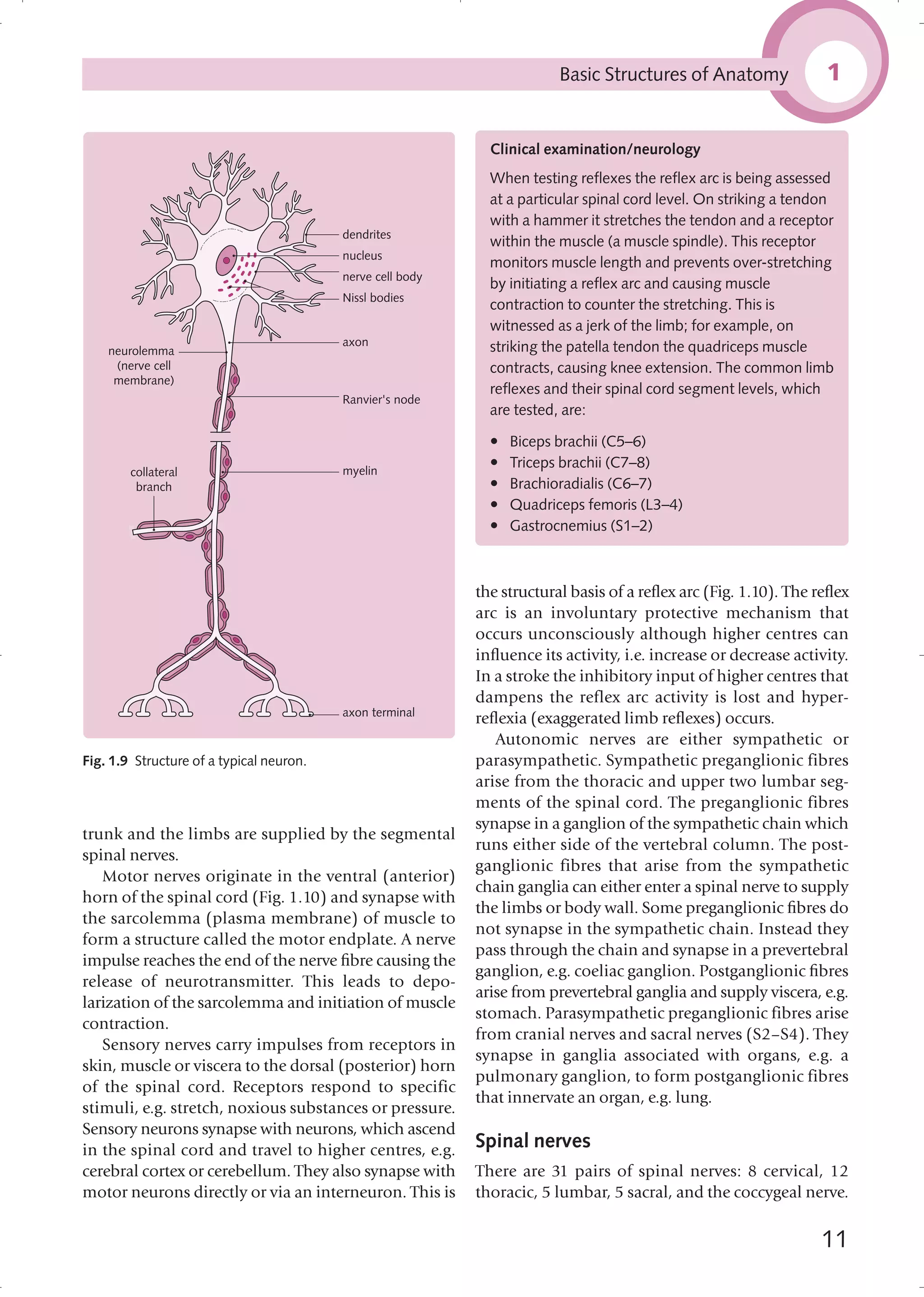 Basic anatomy pdf | PDF