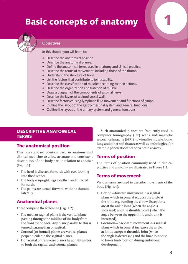 Basic anatomy pdf | PDF