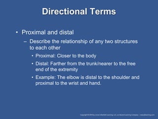 Proximal Vs Distal Examples