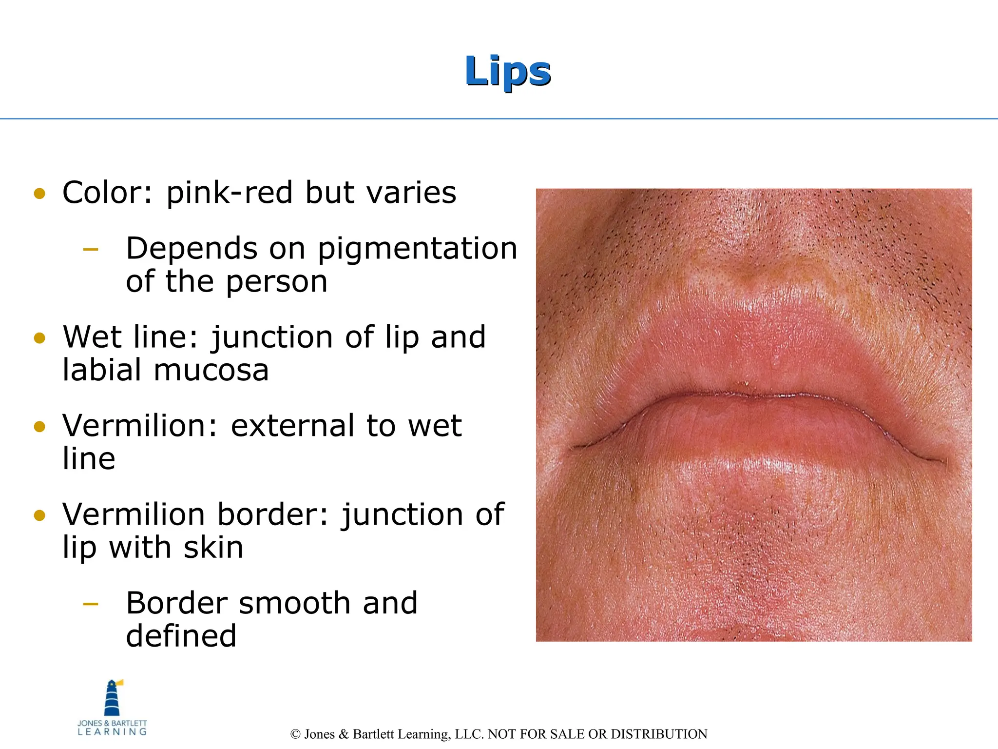 Oral Cavity Anatomic Landmarks for Dentistry | PPT