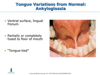 Oral Cavity Anatomic Landmarks for Dentistry | PPT
