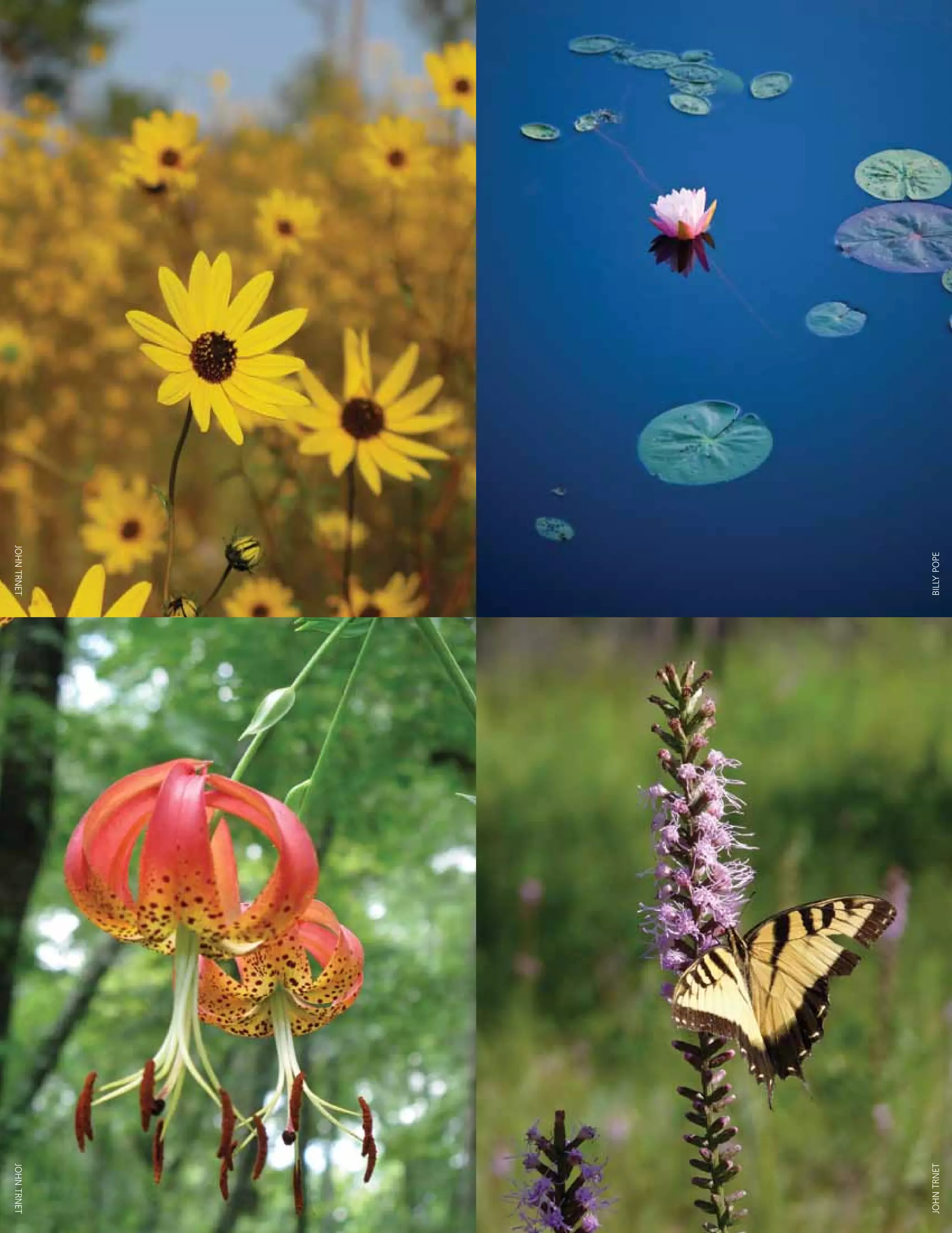 OA_Elhew_Legacy | PDF | Free Download