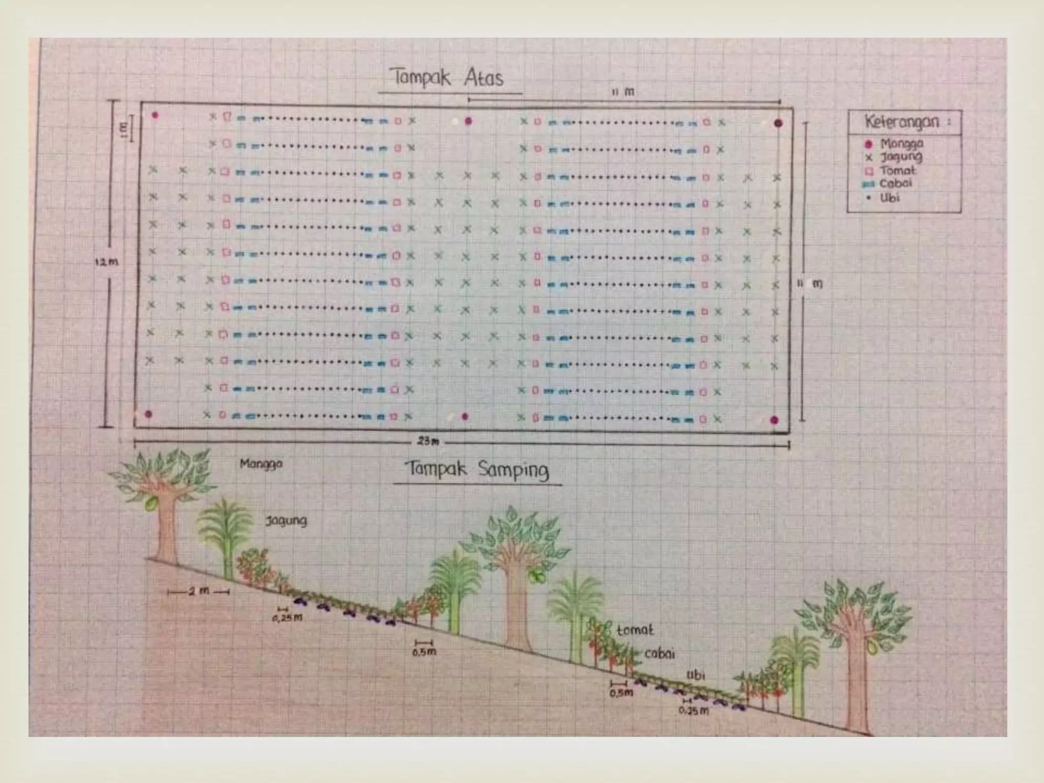 97950 pola tanam tumpangsari | PPTX