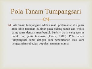97950 pola tanam tumpangsari | PPTX