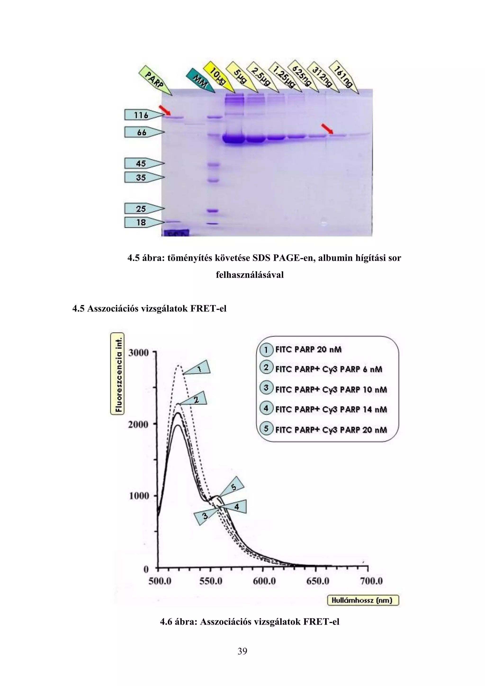 BelleBoglarka_OTDK_dolgozat_2005 | PDF