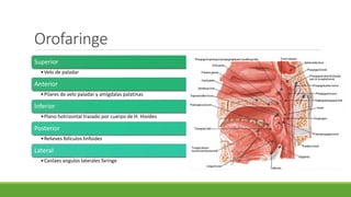 Anatomia y fisiología de faringe y laringe | PPTX