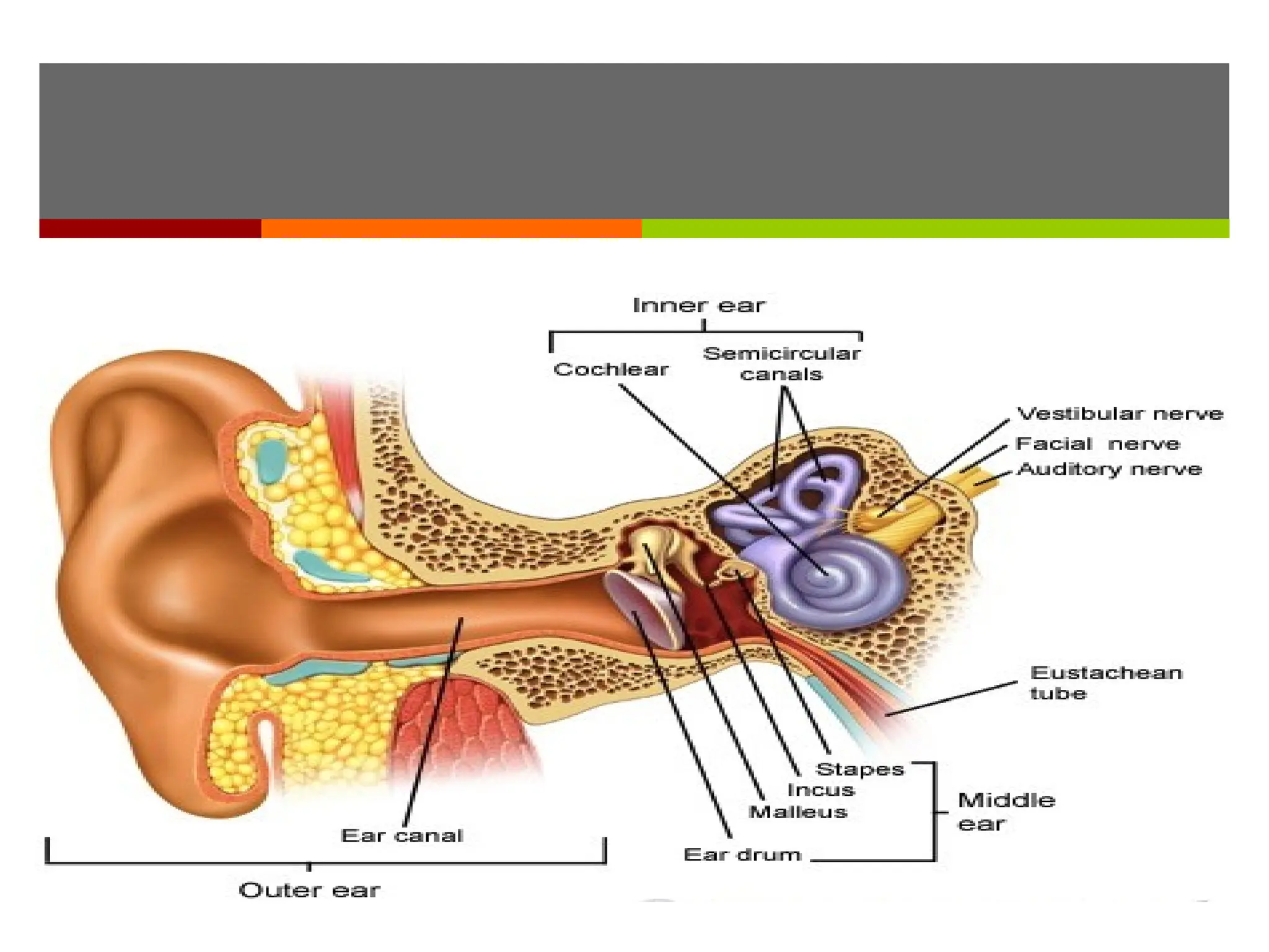 98974395-THT-Anatomi-Dan-Fisiologi-Pendengaran.ppt