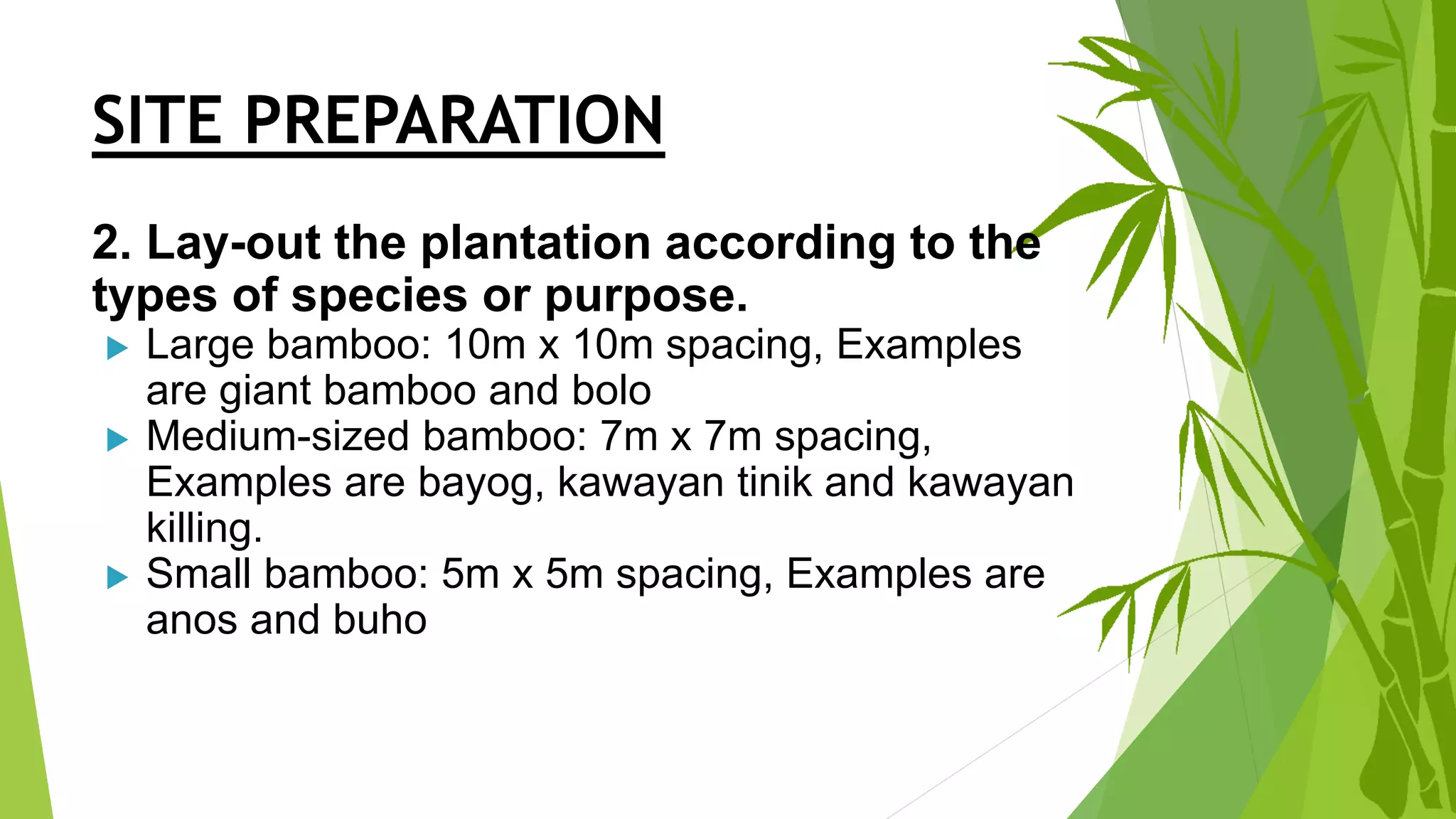 Bamboo plantation establishment and management | PPTX