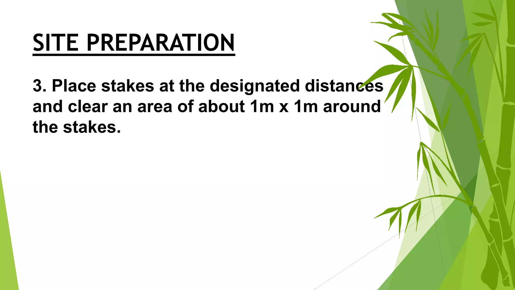 Bamboo plantation establishment and management | PPTX