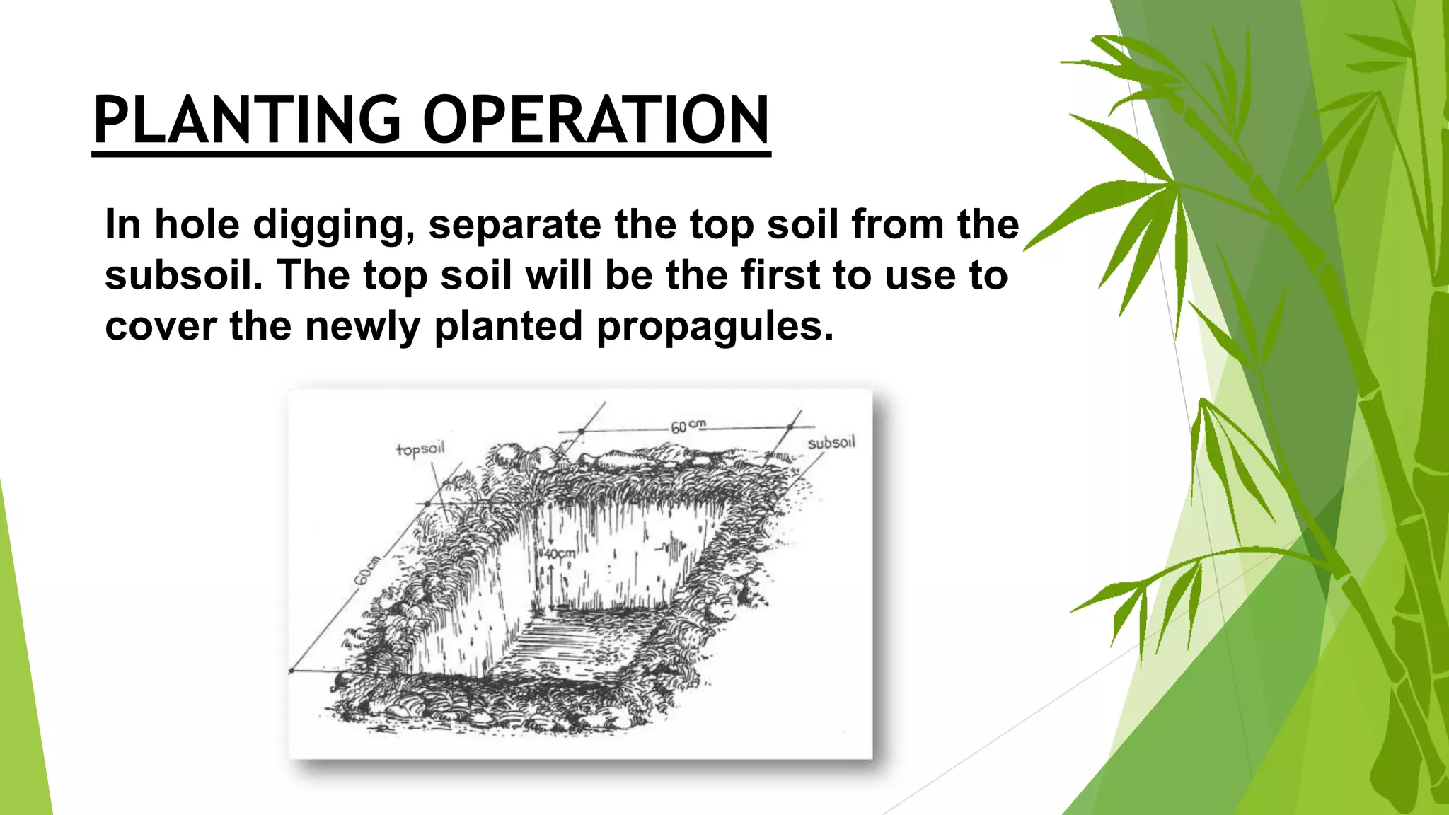 Bamboo plantation establishment and management | PPTX