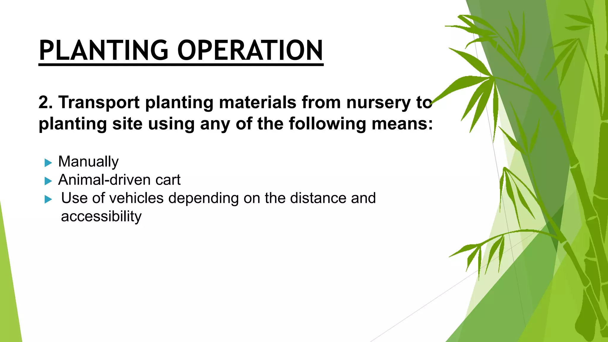 Bamboo plantation establishment and management | PPTX