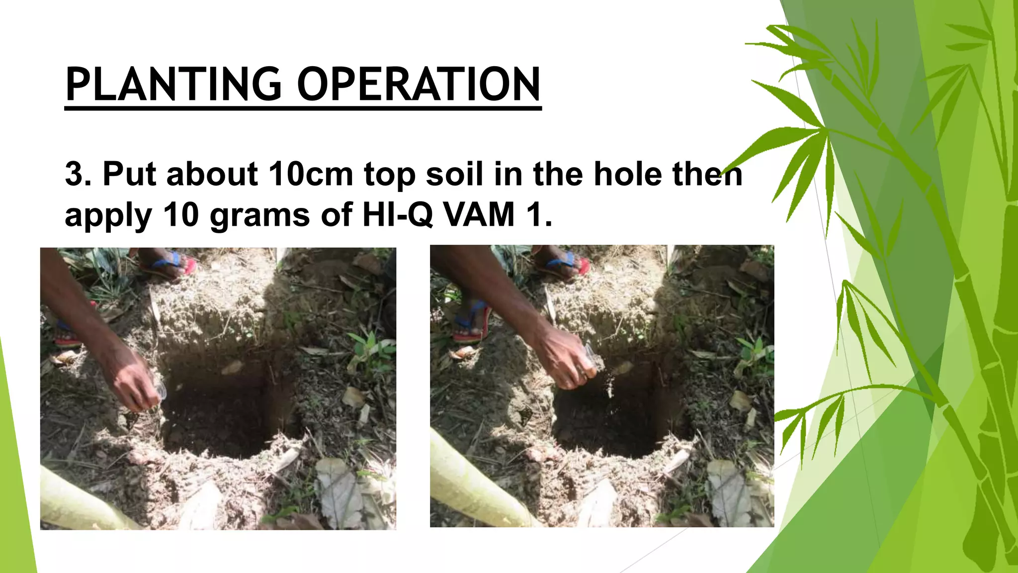 Bamboo plantation establishment and management | PPTX