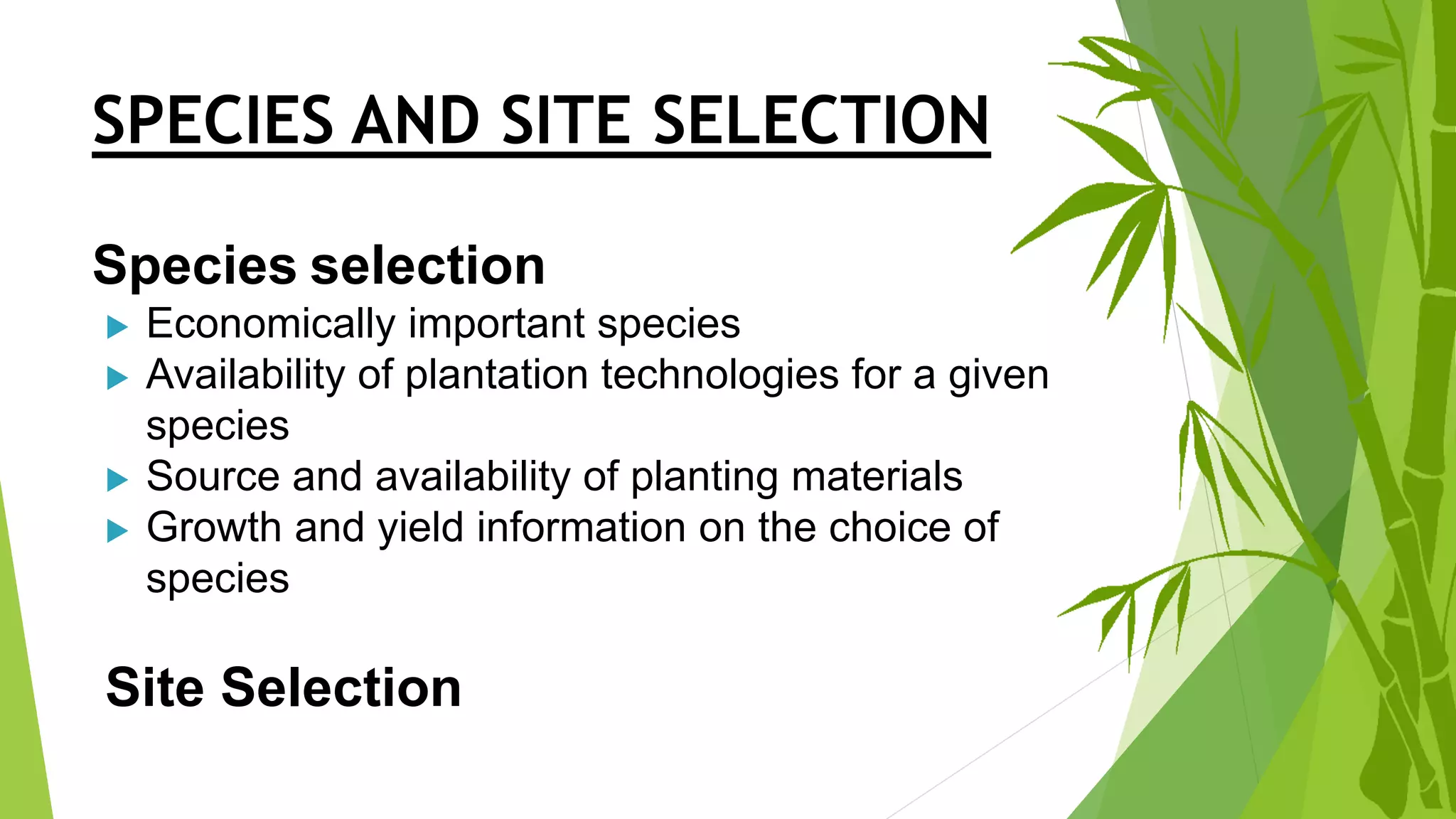Bamboo plantation establishment and management | PPTX