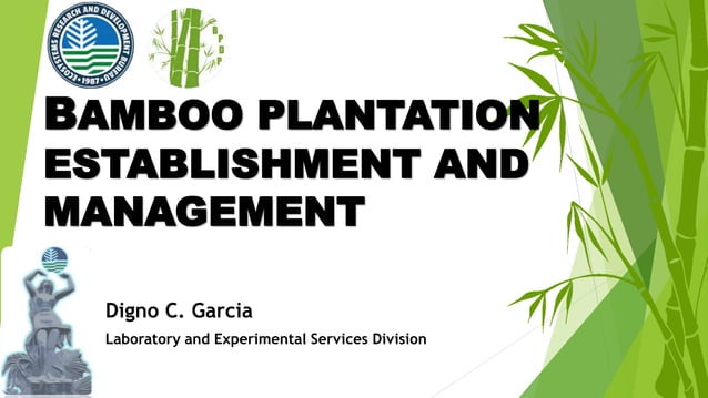 Bamboo plantation establishment and management | PPTX | Gardening ...