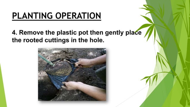 Bamboo plantation establishment and management | PPTX | Gardening ...