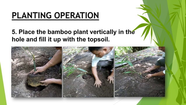 Bamboo plantation establishment and management | PPTX | Gardening ...