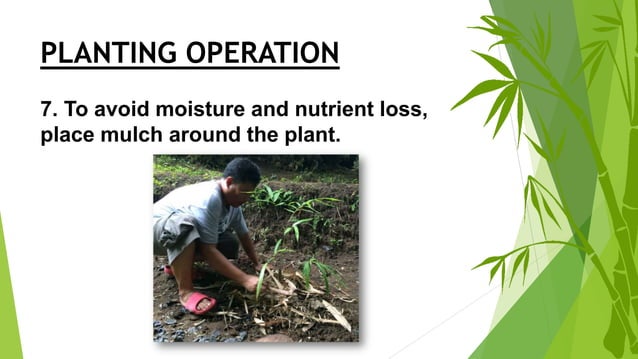 Bamboo plantation establishment and management | PPTX | Gardening ...