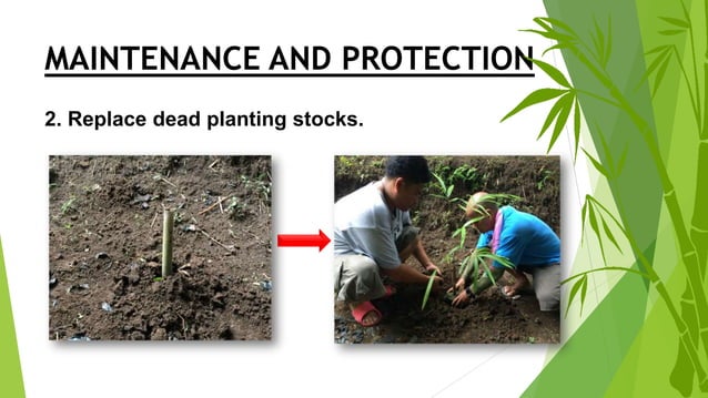 Bamboo plantation establishment and management | PPTX | Gardening ...