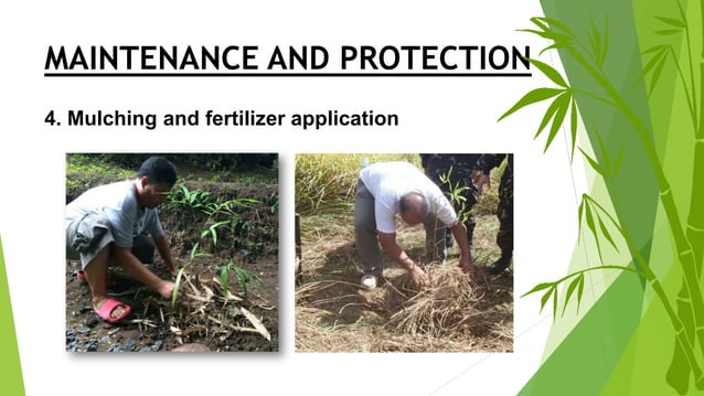 Bamboo plantation establishment and management | PPTX | Gardening ...