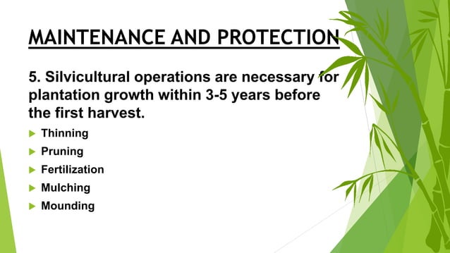 Bamboo plantation establishment and management | PPTX | Gardening ...