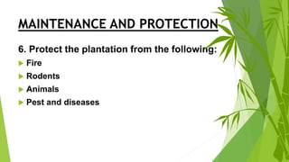 Bamboo plantation establishment and management | PPTX