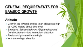 Bamboo plantation establishment and management | PPTX