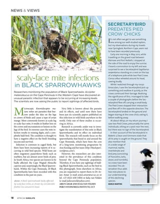 African_Birdlife_Secretarybird | PDF