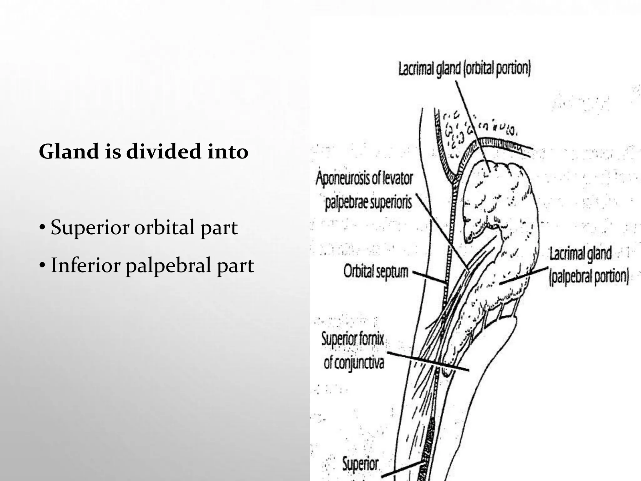 Anatomy and Physiology of Lacrimal system | PPTX