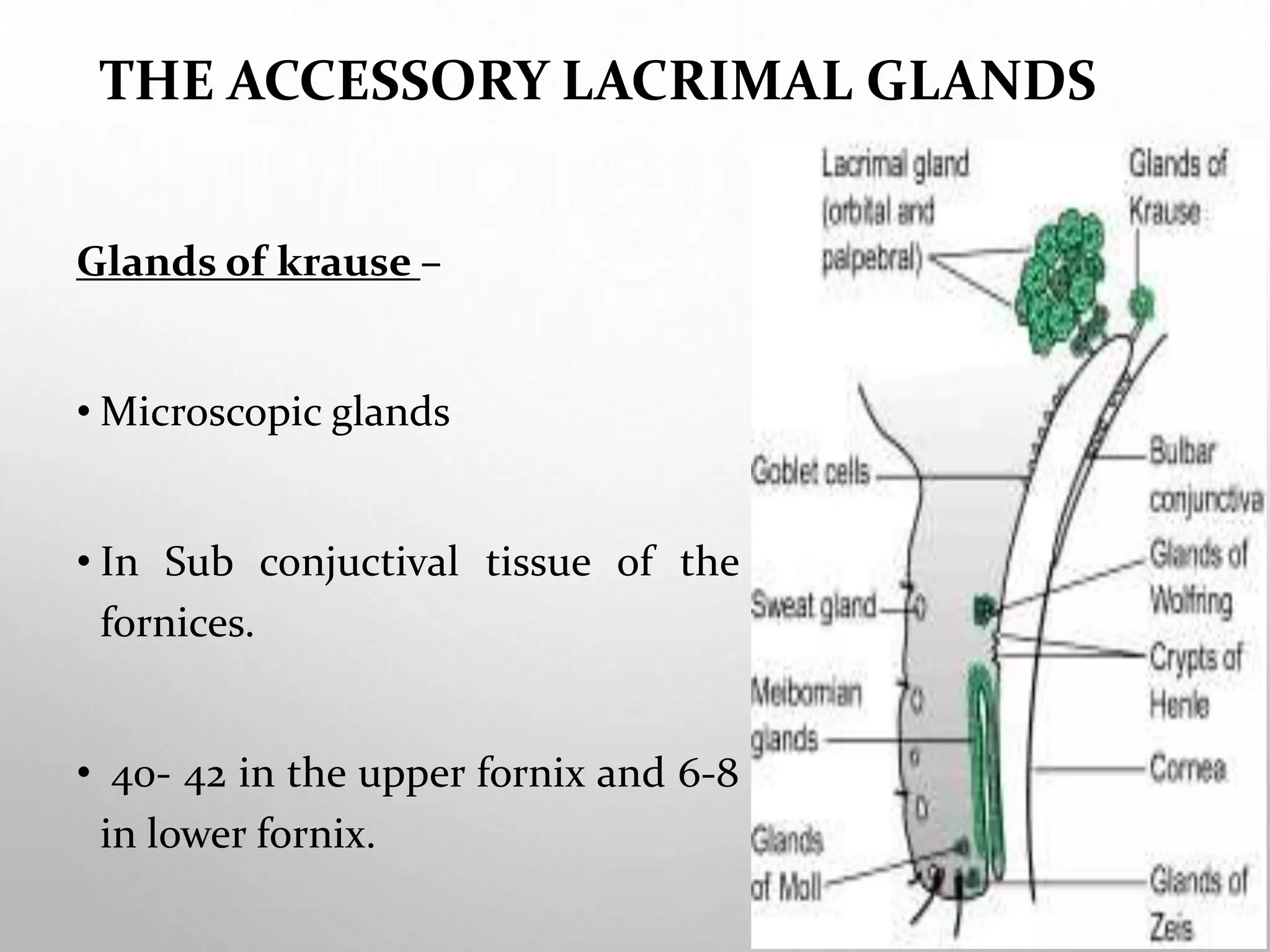 Anatomy and Physiology of Lacrimal system | PPTX