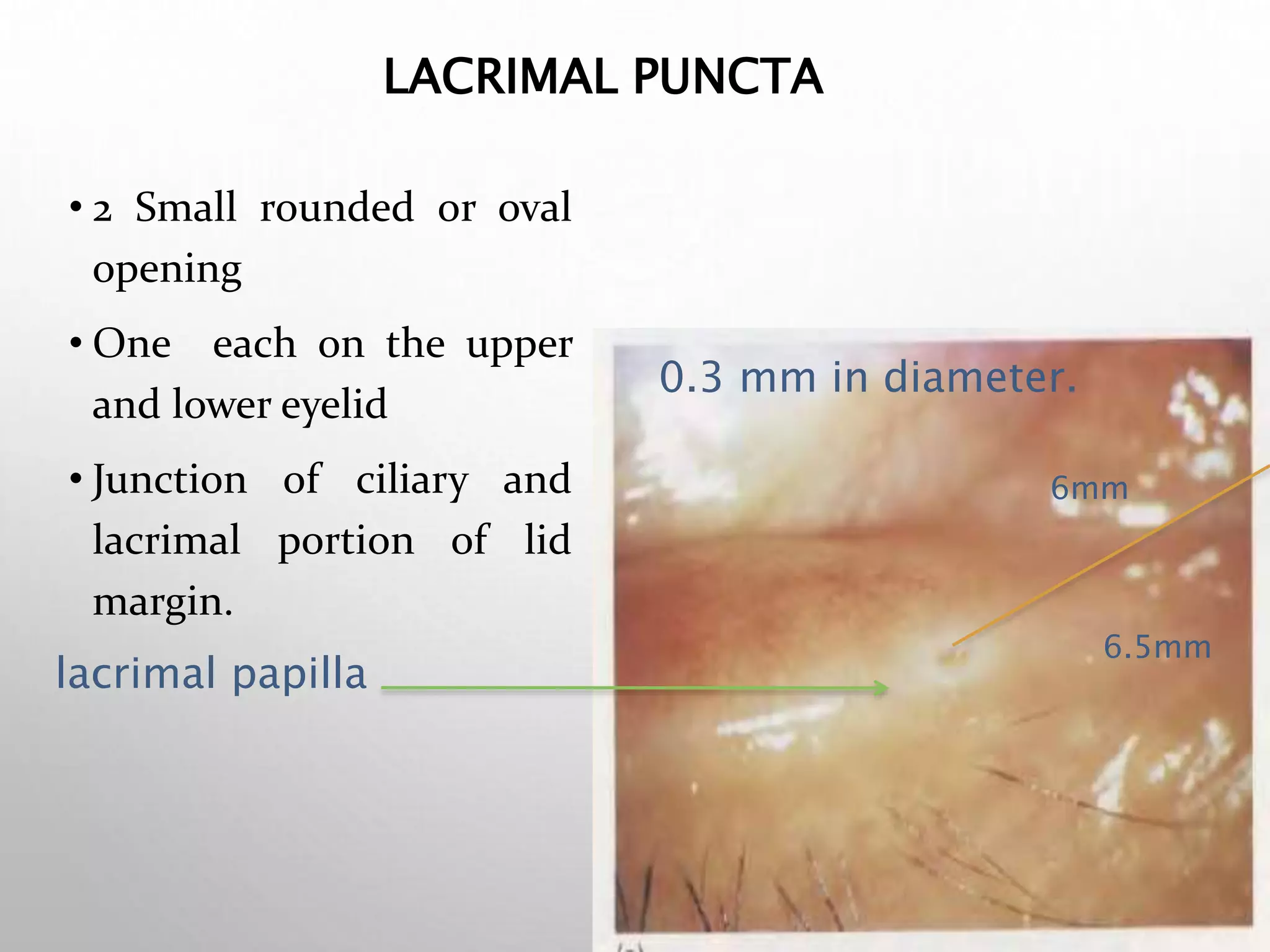 Anatomy and Physiology of Lacrimal system | PPTX