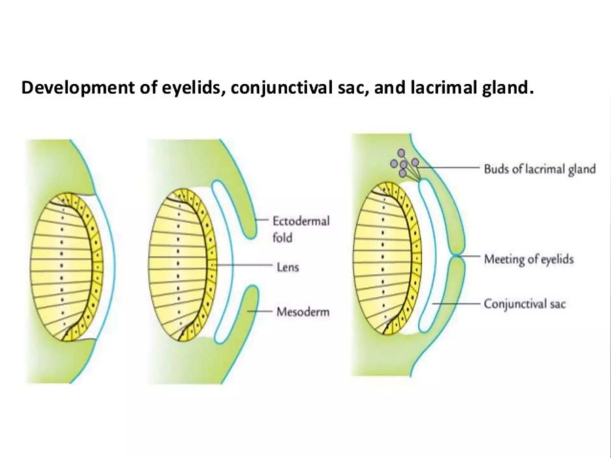 Anatomy and Physiology of Lacrimal system | PPTX