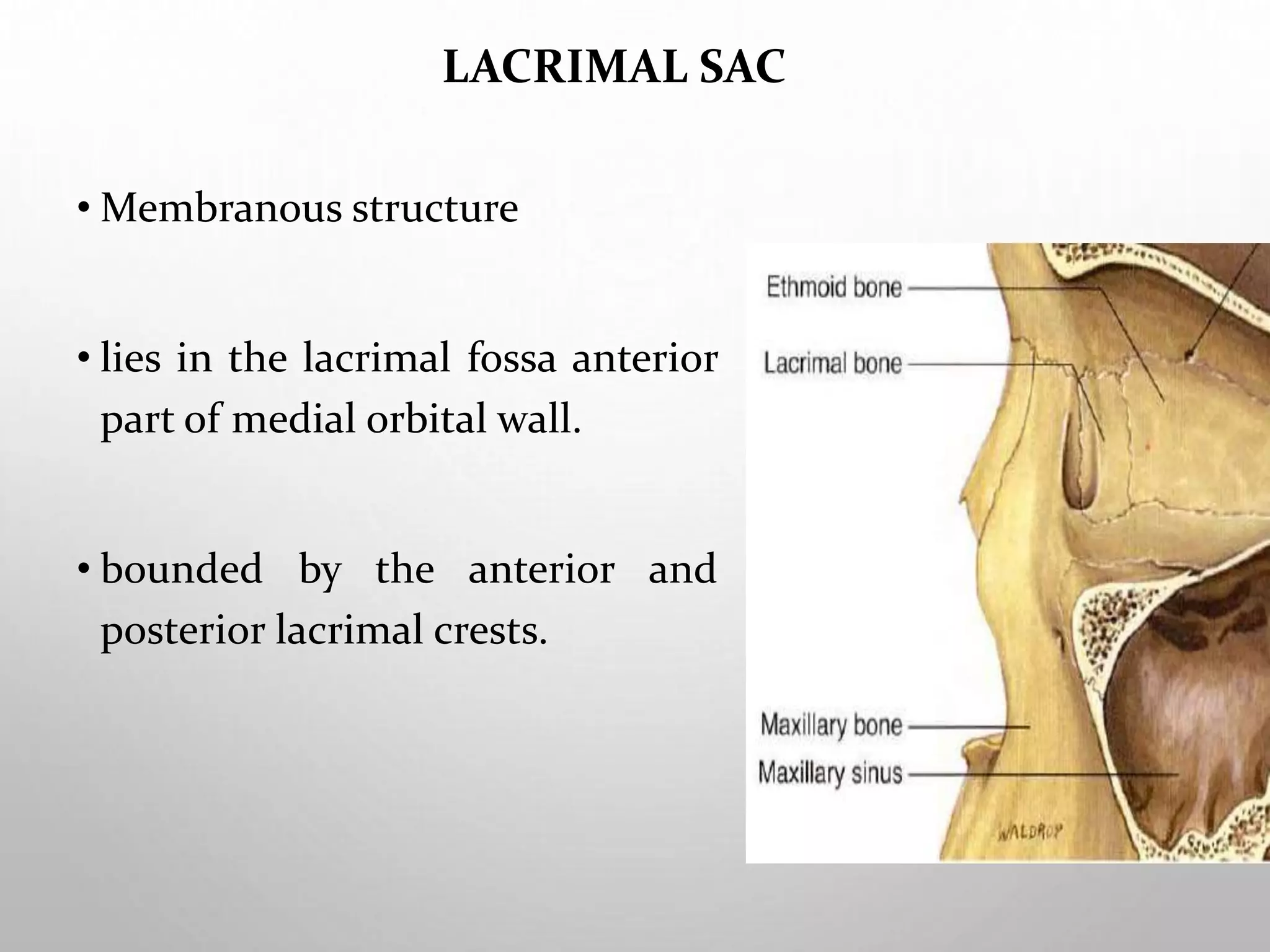 Anatomy and Physiology of Lacrimal system | PPTX