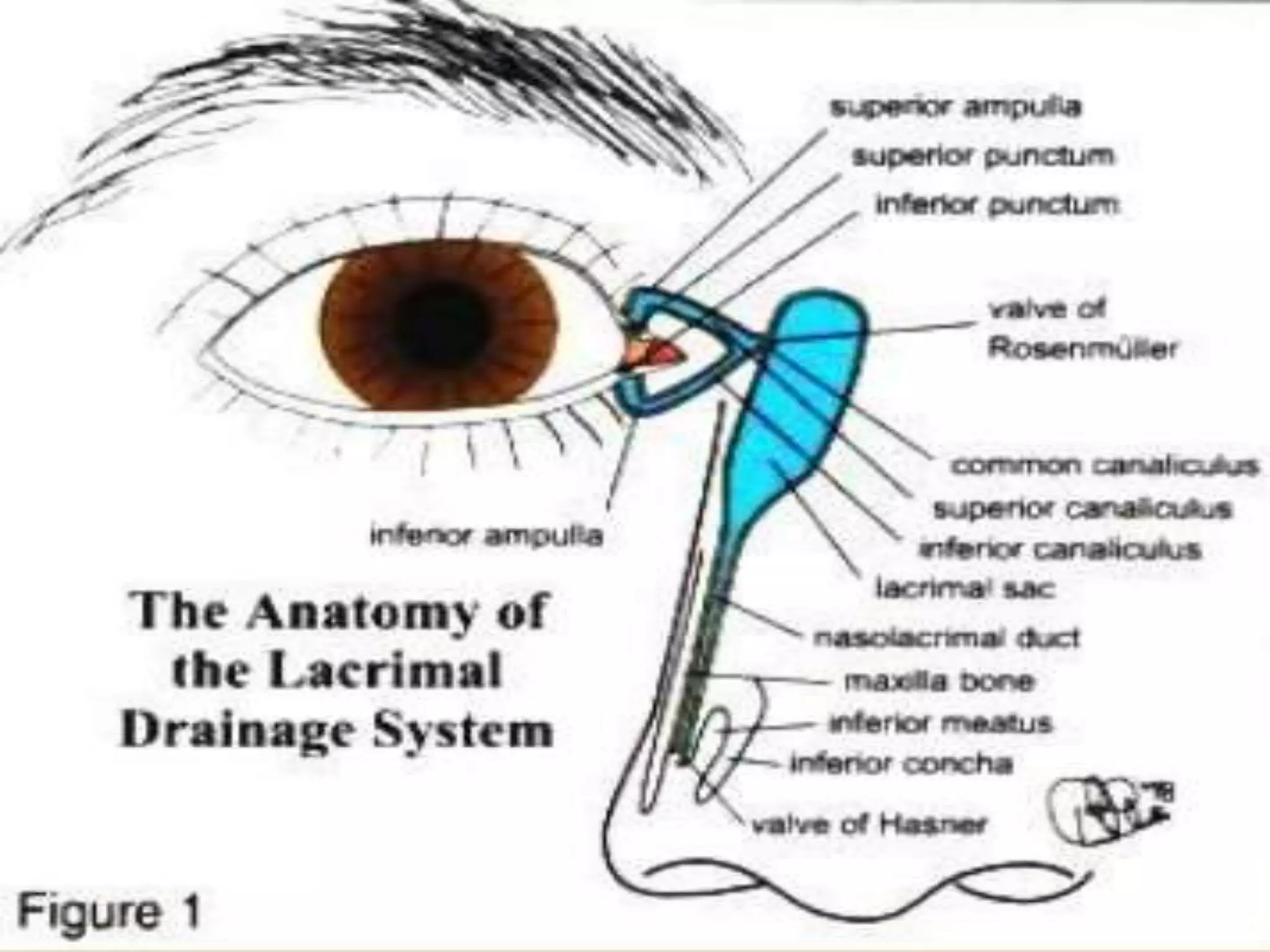 Anatomy and Physiology of Lacrimal system | PPTX