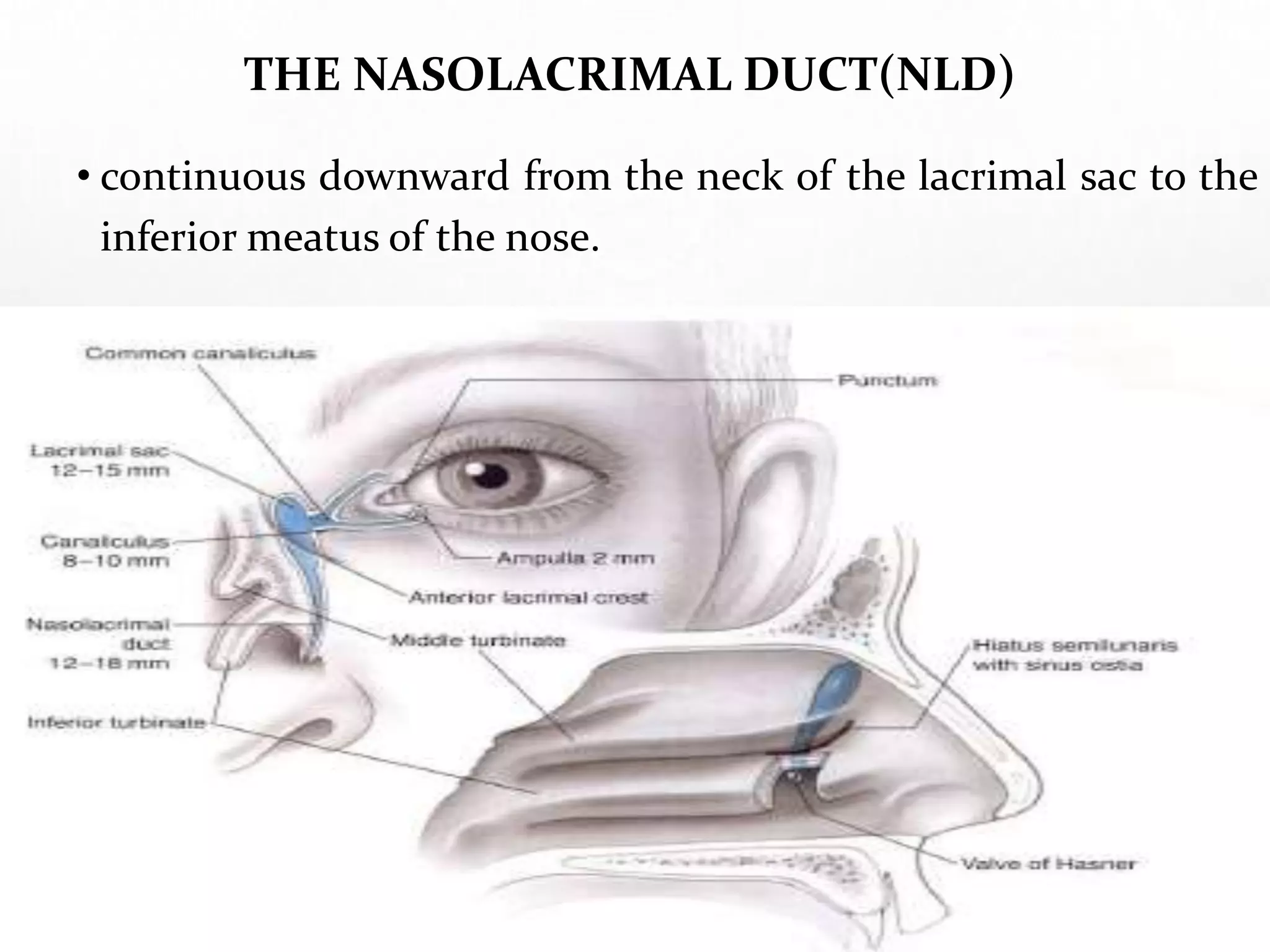 Anatomy and Physiology of Lacrimal system | PPTX