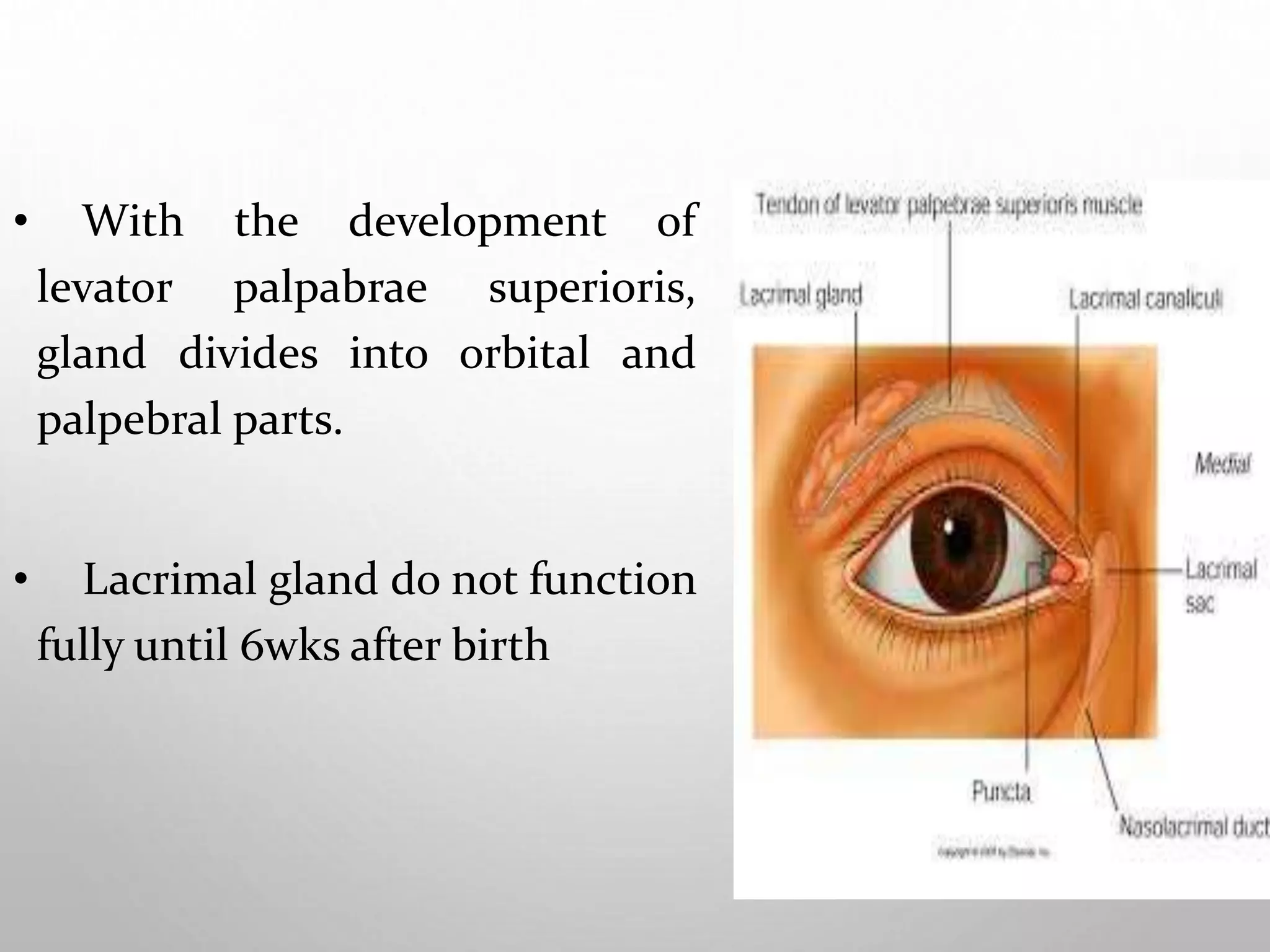 Anatomy and Physiology of Lacrimal system | PPTX