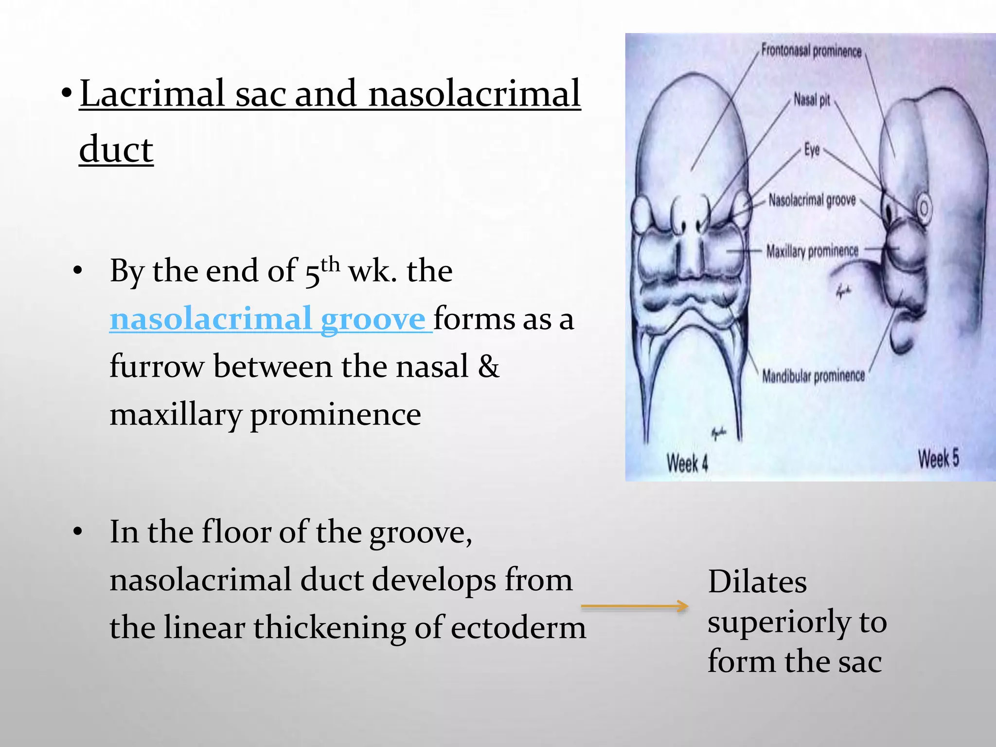 Anatomy and Physiology of Lacrimal system | PPTX
