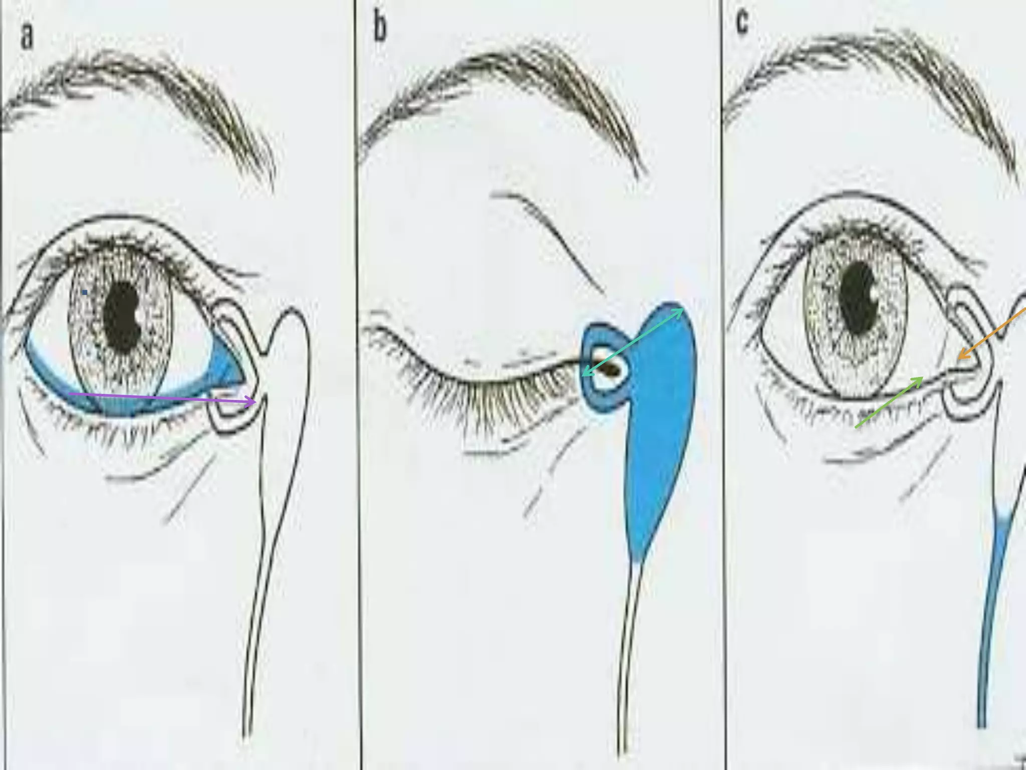 Anatomy and Physiology of Lacrimal system | PPTX