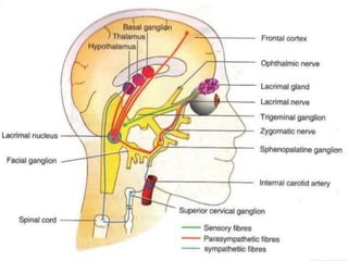 Anatomy and Physiology of Lacrimal system | PPTX