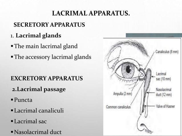 Anatomy and Physiology of Lacrimal system | PPTX | Eye and Vision ...