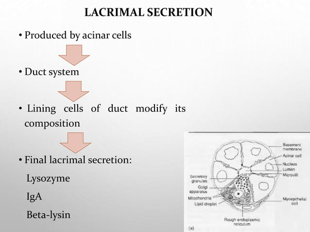 Anatomy and Physiology of Lacrimal system | PPTX | Eye and Vision ...