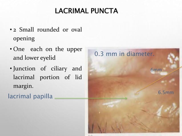 Anatomy and Physiology of Lacrimal system | PPTX | Eye and Vision ...