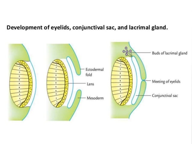 Anatomy and Physiology of Lacrimal system | PPTX | Eye and Vision ...