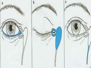 Anatomy and Physiology of Lacrimal system | PPTX