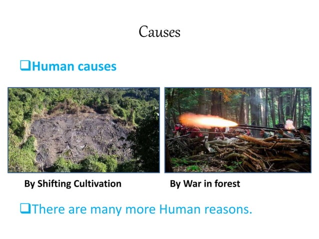 Forest Fires | PPT