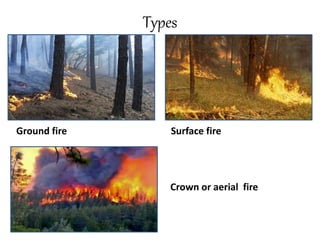 Forest Fires | PPTX
